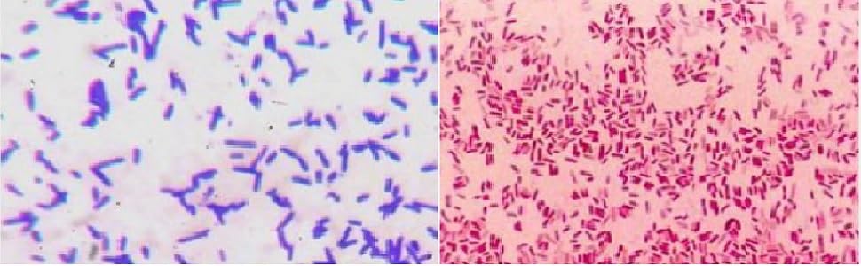 Benz Microscope Gram Stain Kit, Set of 4 with Bibulous Paper