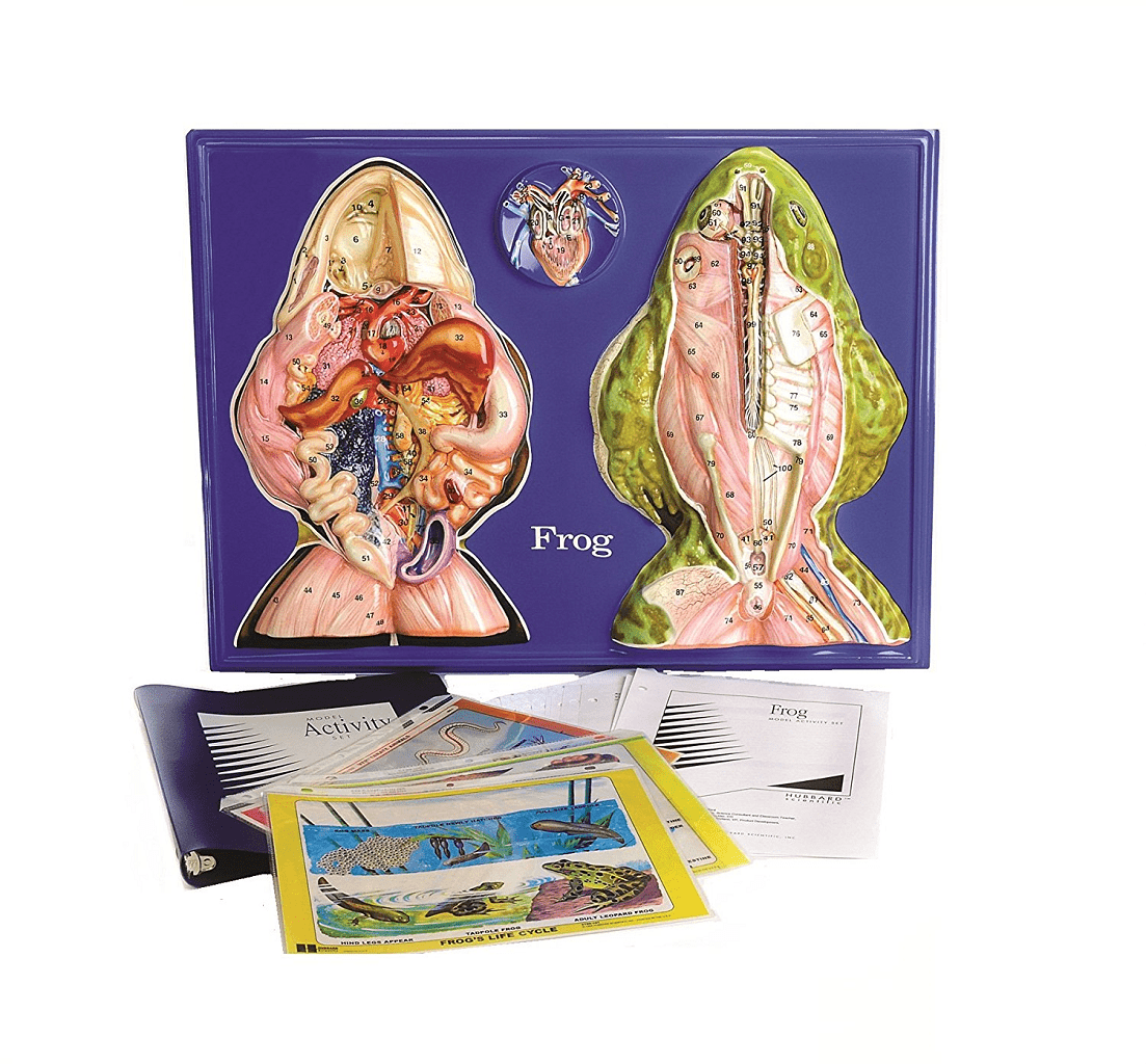 Frog Model Activity Set. 3-D illustrated model. Grades 5-12.